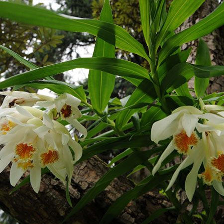 Chirang District | Chirang District Map