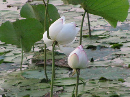 Darrang District | Darrang District Map