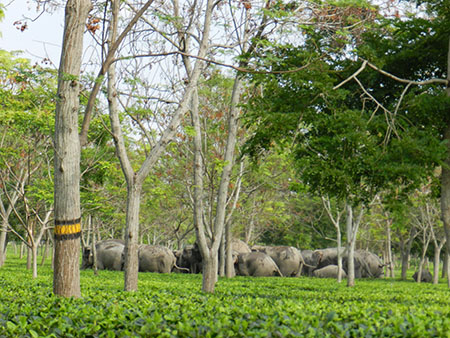 Udalguri District | Udalguri District Map