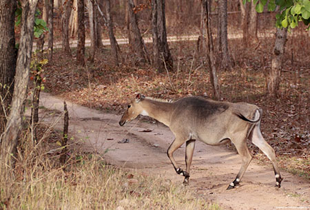 Latehar District | Latehar District Map