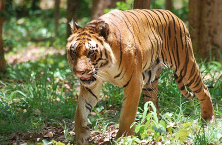 Palamu District | Palamu District Map