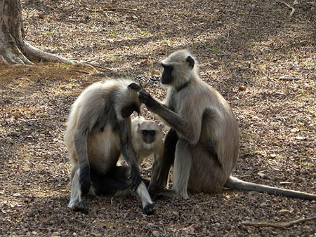 Palamu District | Palamu District Map