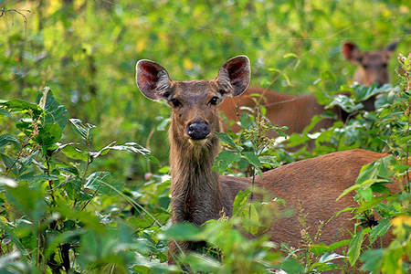 Balaghat District | Balaghat District Map