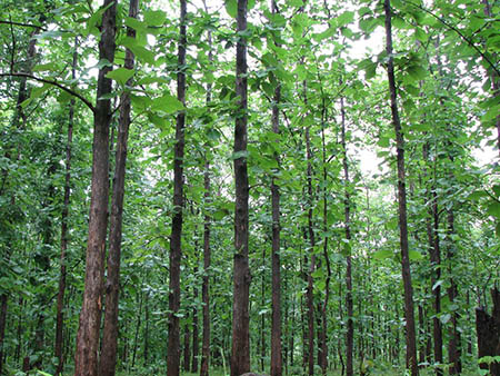 Gadchiroli District | Gadchiroli District Map