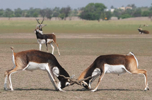 Churu District | Churu District Map