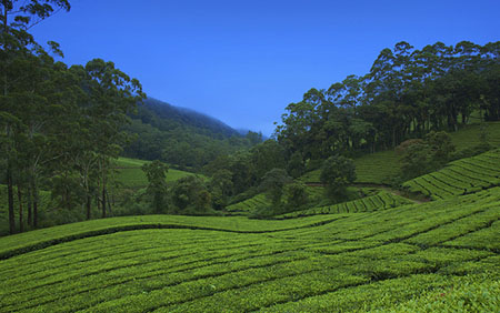 Theni District | Theni District Map